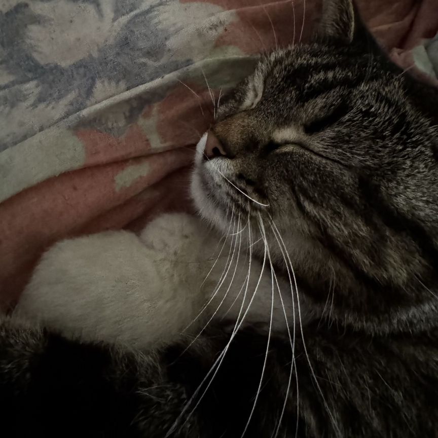 Взрослая, кошка в добрые руки