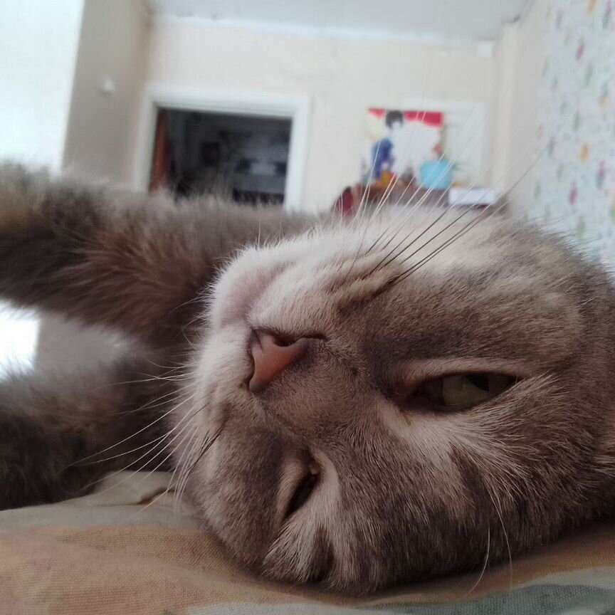 Отдам добрых, ласковых, приученных кошечек)