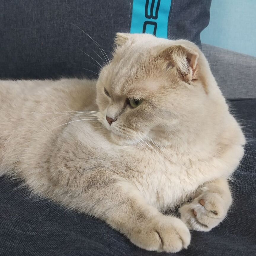 Отдам кошечку в добрые руки бесплатно