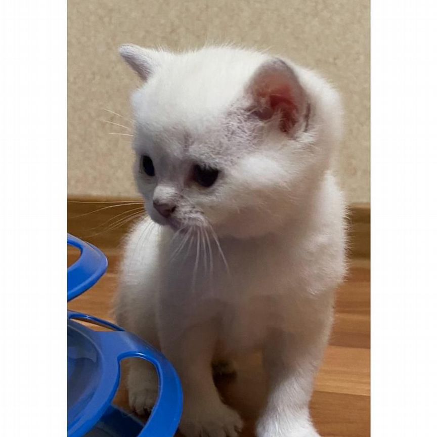 Шотландский котенок, мальчик