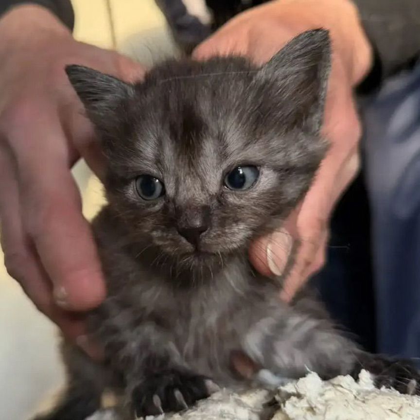 Котёнок в добрые руки