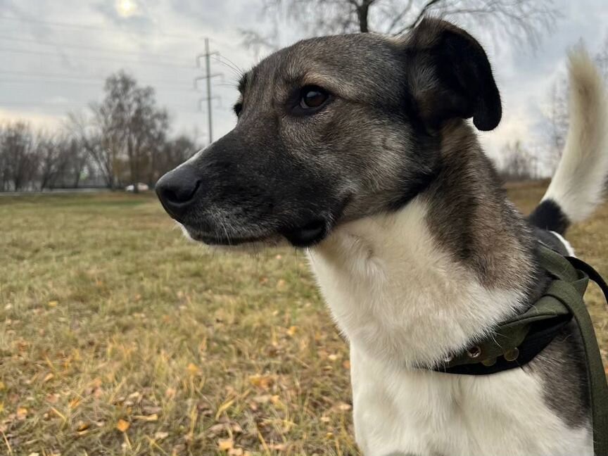 Пёс в добрые руки