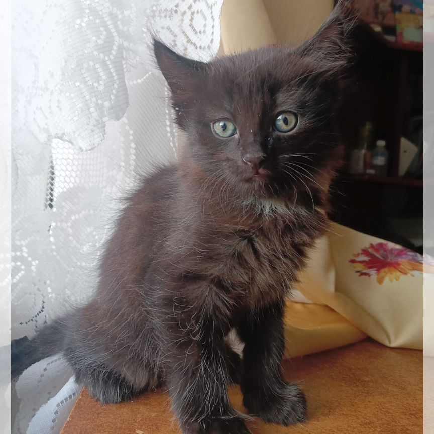 Отдам котят Сибирской кошки в добрые руки. Прируче