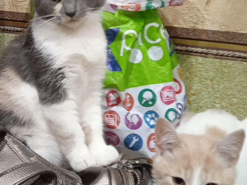 Кошка в дар бесплатно