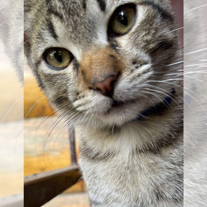 Котенок мальчик в добрые руки