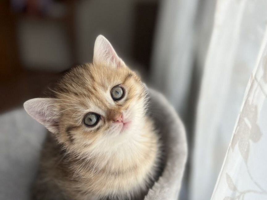 Шиншилловые шотландские котята