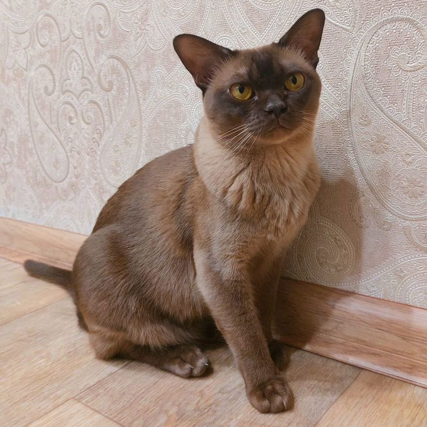 Бурманская кошка