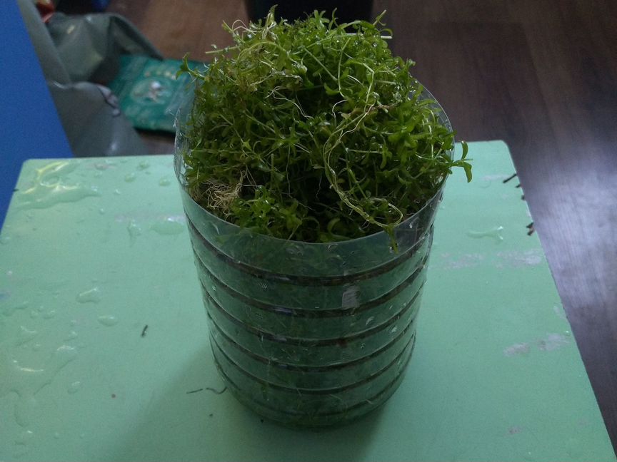 Хемиантус куба