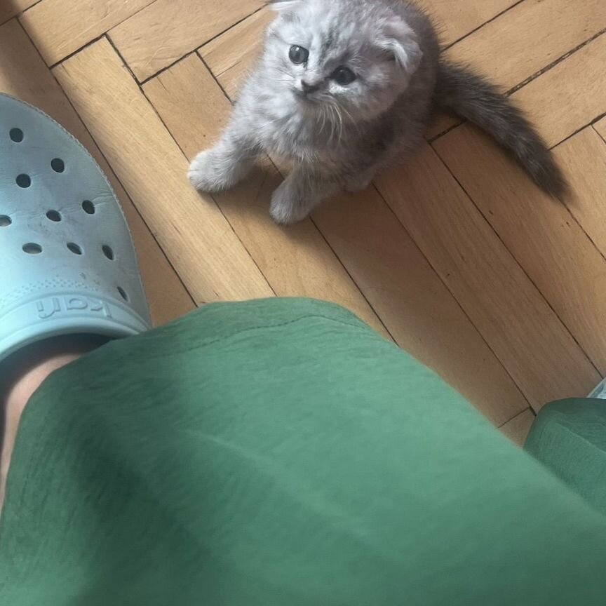 Продажа шотландских котят
