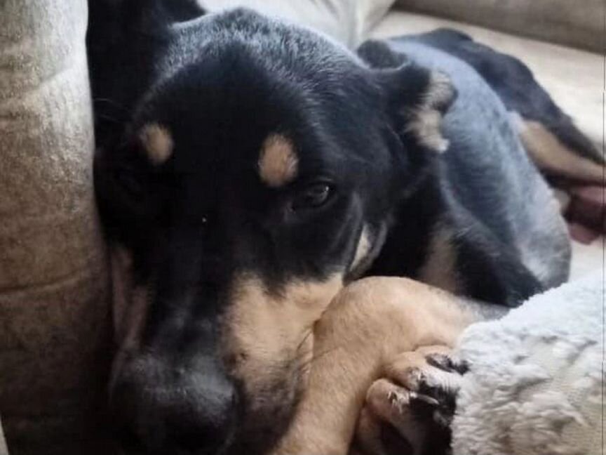 Собака в добрые руки отдам бесплатно