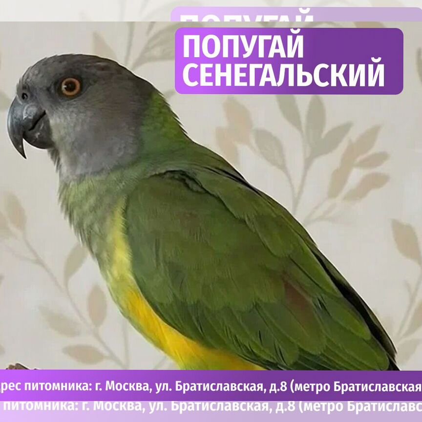 Попугай Сенегальский
