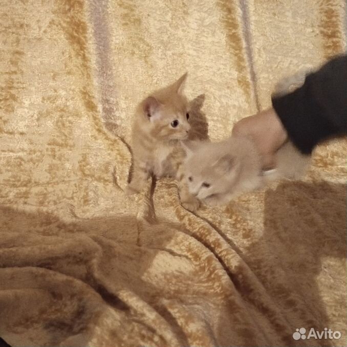 Отдам красивых котяток в добрые руки