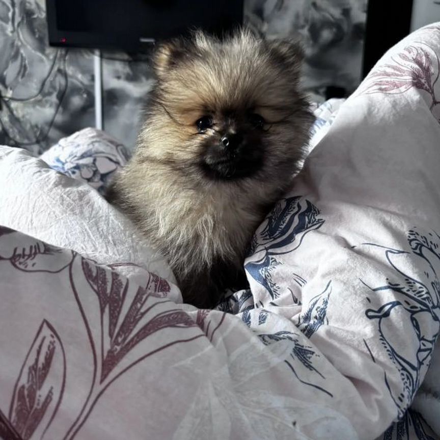 Померанский шпиц, щенок