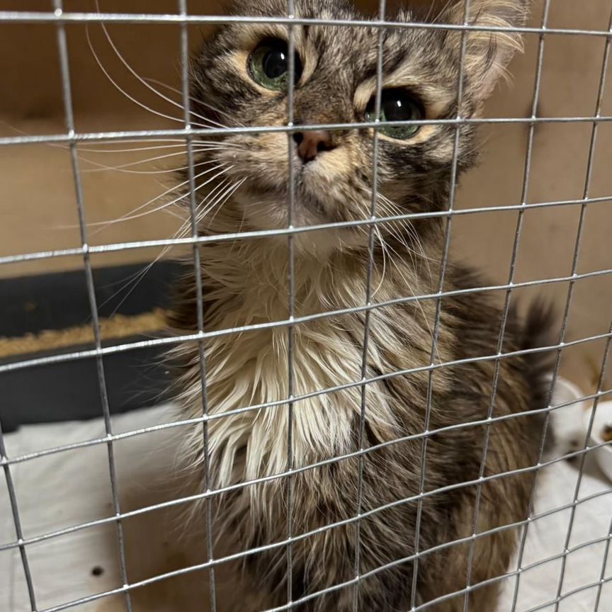 Кошечка Прося в добрые руки