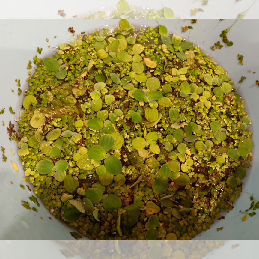 Прополка пистия, ряска