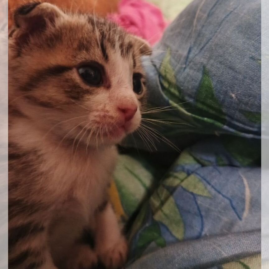 Британский короткошёрстный котёнок