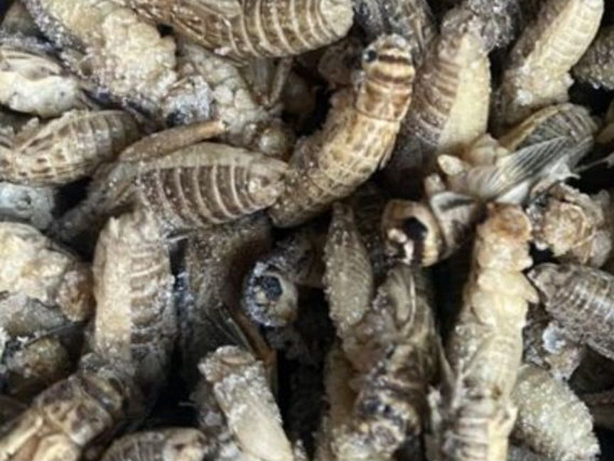 Сверчки кормовые