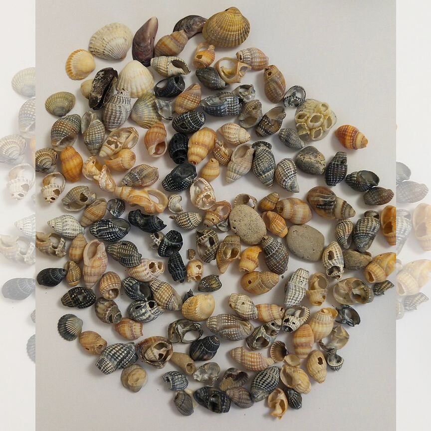 Ракушки морские
