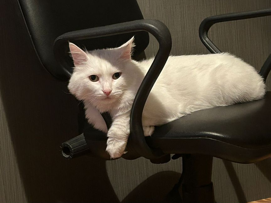 Отдам кота в добрые руки