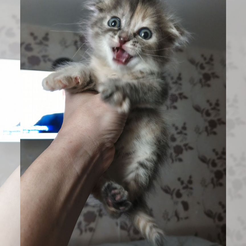Шотландский вислоухий длинношёрстный котёнок