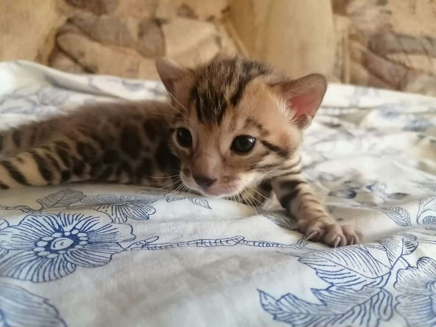 Бенгальские котята