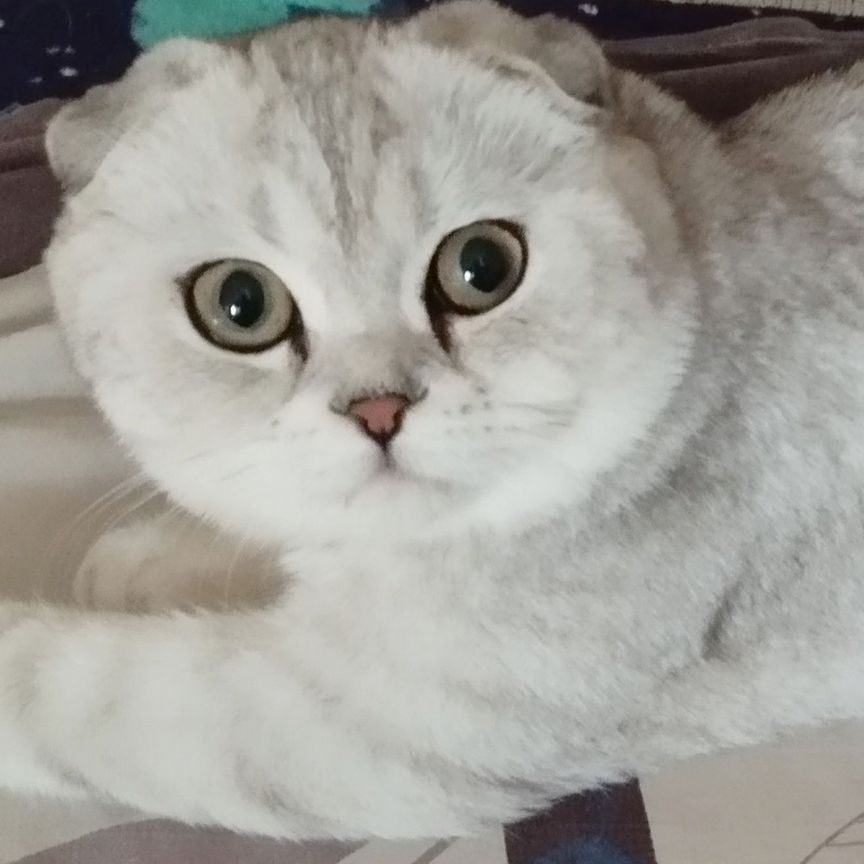 Шотландская царица