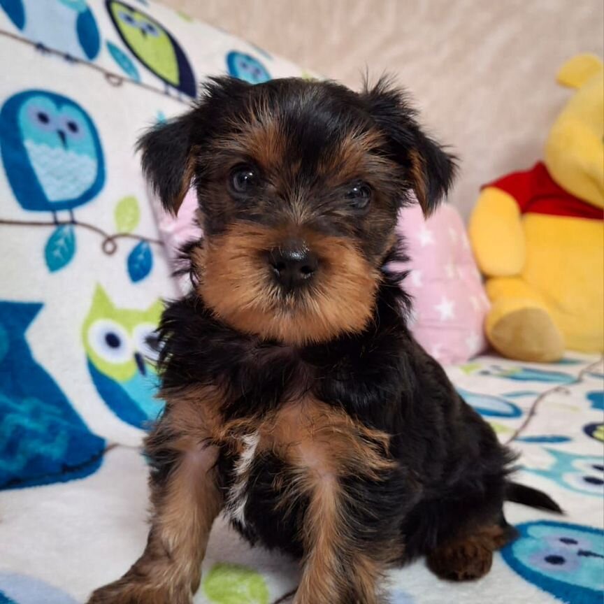 Йоркширский терьер щенки стандарт