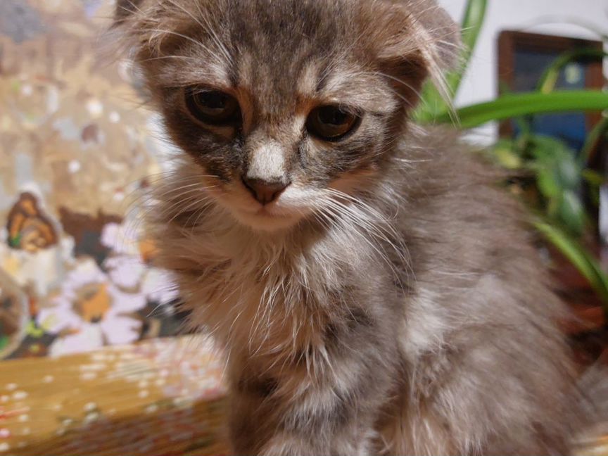 Кошка