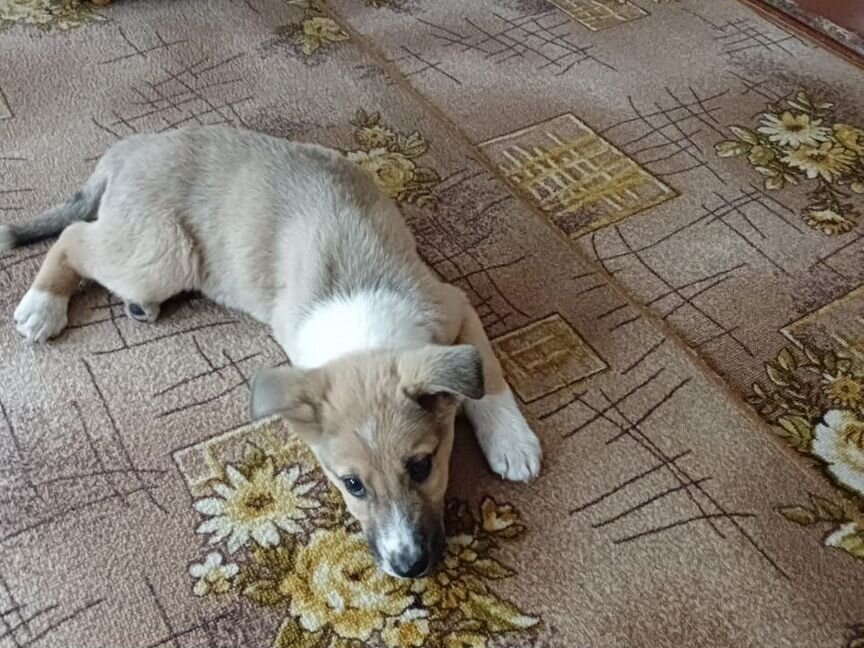 Собака. Щенок мальчик 3 месяца