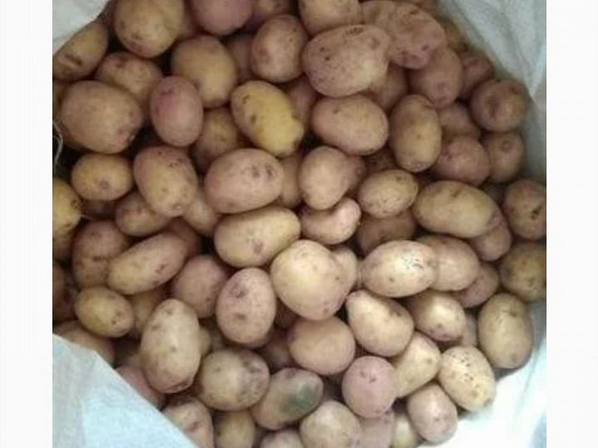 Картошка на корм мелкая