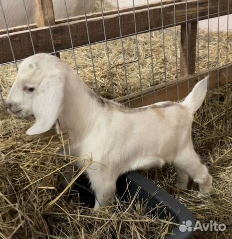 Коза нубийская