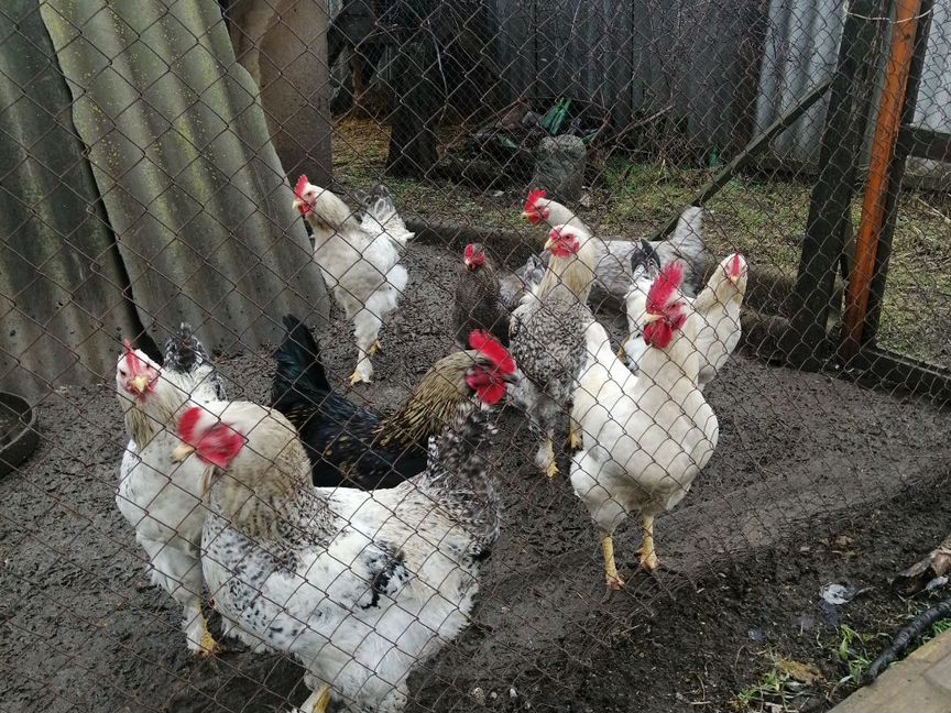 Домашние молодые петухи