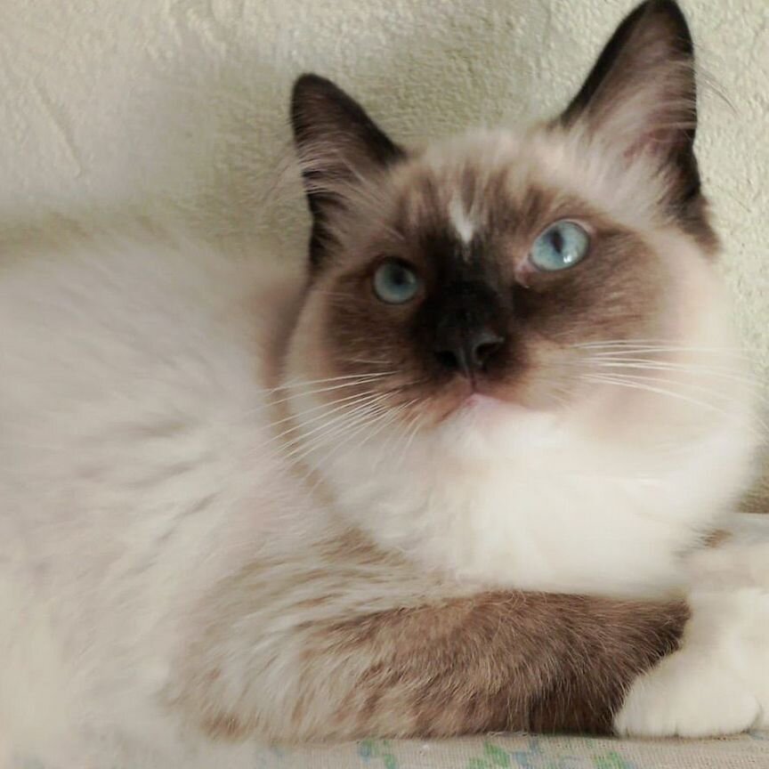 Котята рэгдолл
