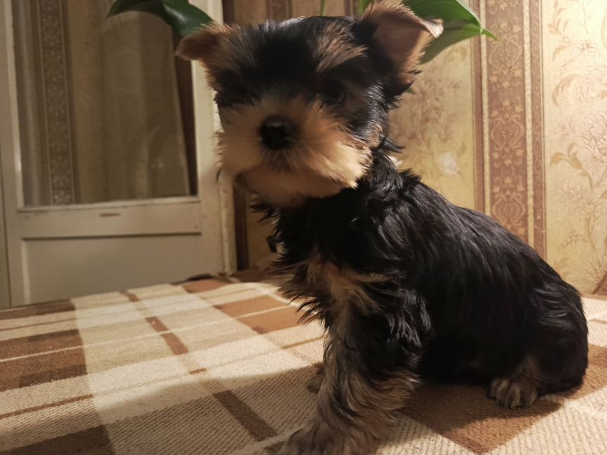 Детки йорка