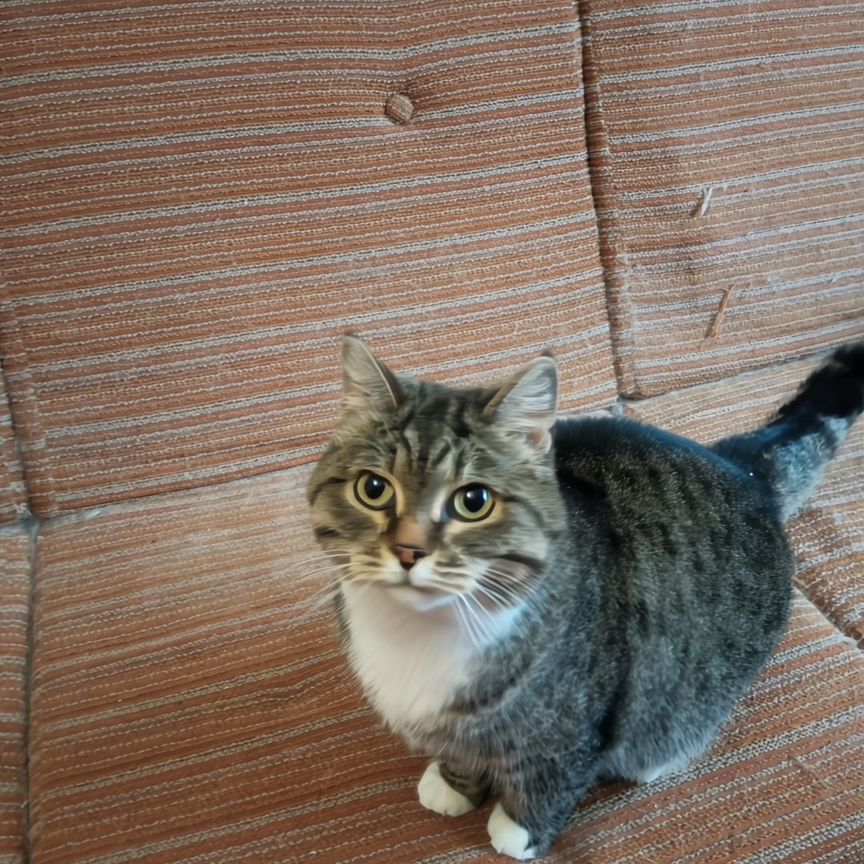 Взрослая, Девочка кошка в добрые руки