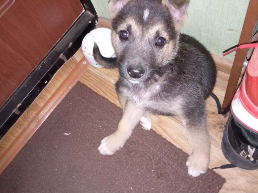 Восточноевропейская овчарка