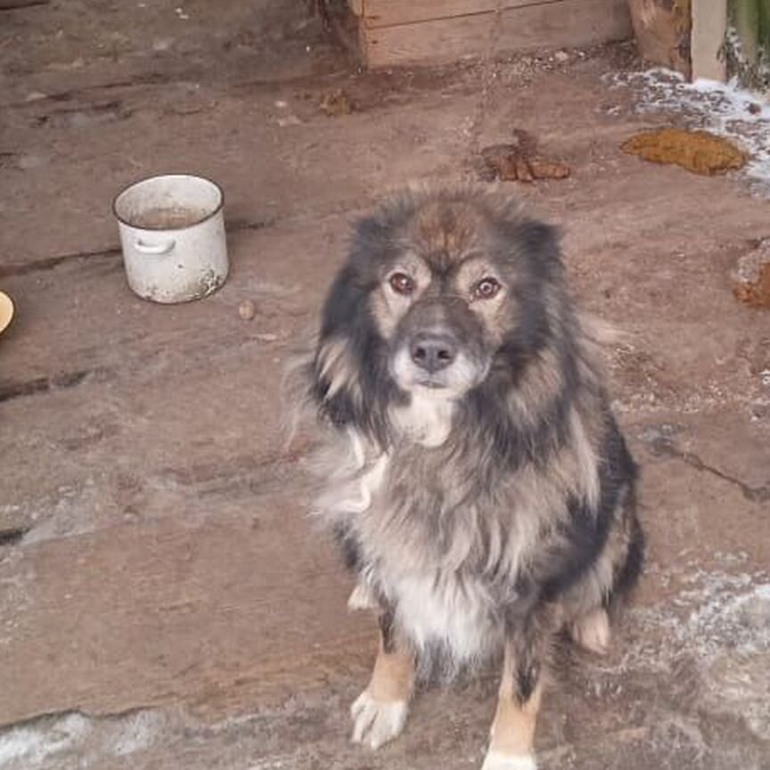 Взрослый пёс в добрые руки