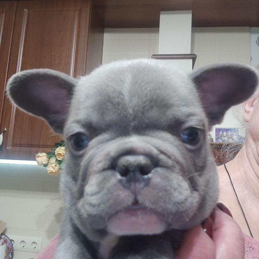 Французский лиловый бульдог