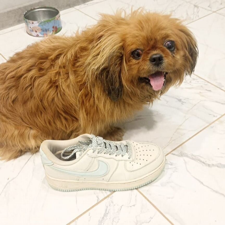 Взрослая собака в добрые руки