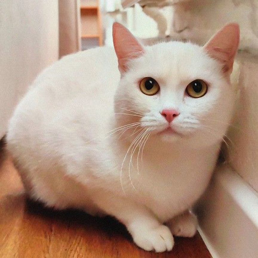 Роскошная белая кошка в добрые руки