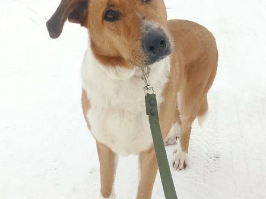 Фердинанд великолепный в добрые руки