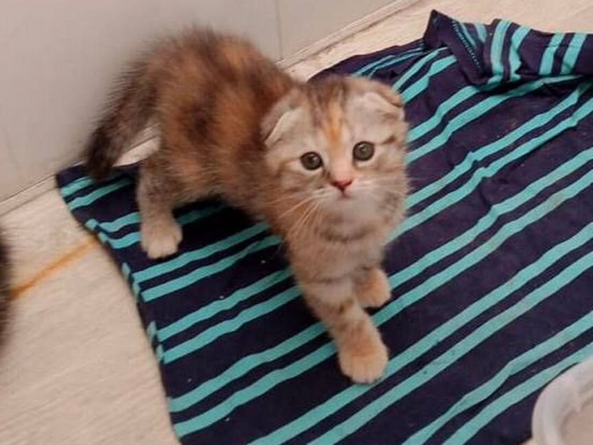 Вислоухие котята