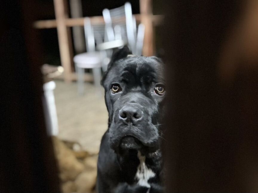 Кобель вязка кане Корсо