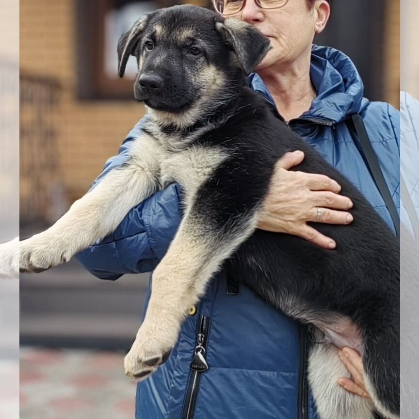 Восточноевропейская овчарка, щенок