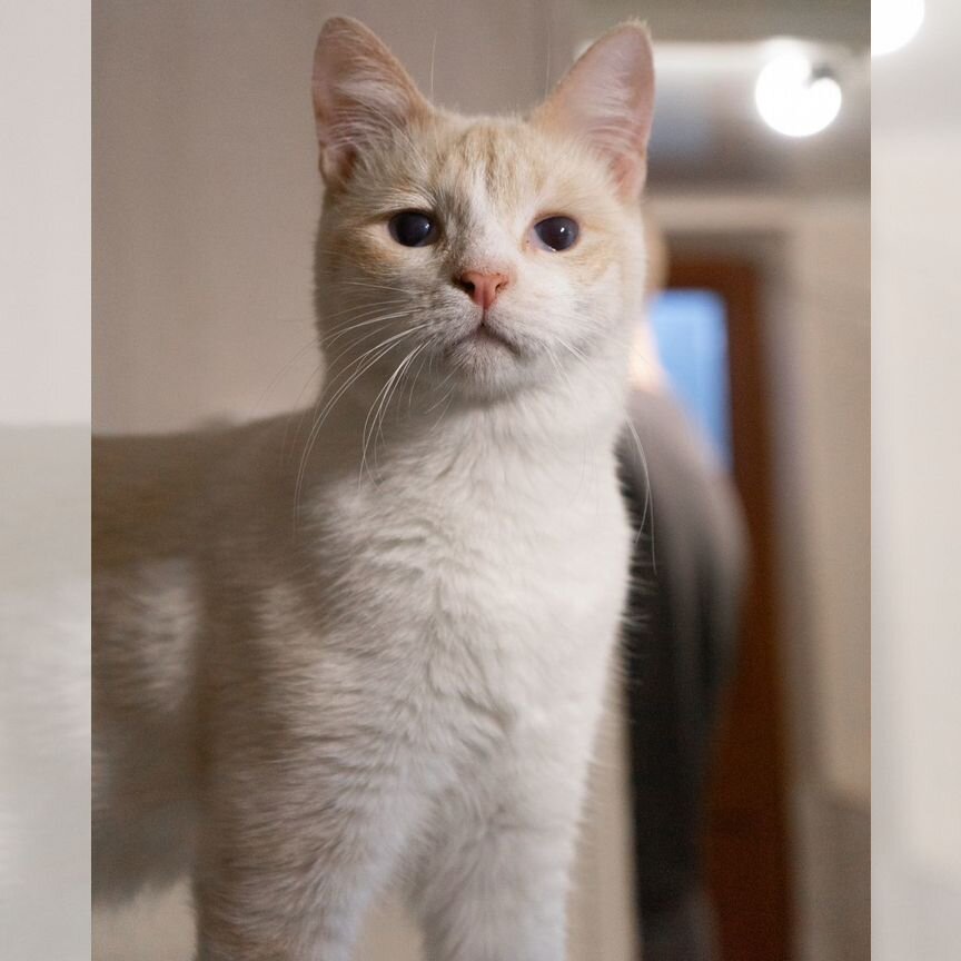 Красивый кот ищет дом (из приюта)