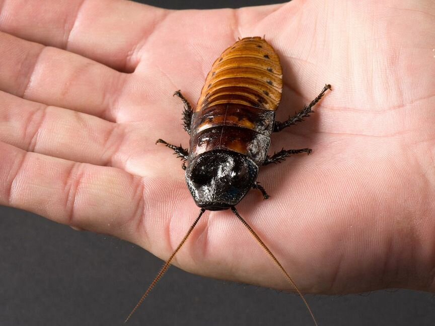 Корм для Ваших питомцев