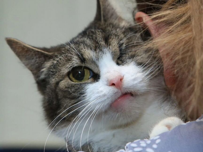 Кошечка с диабетом