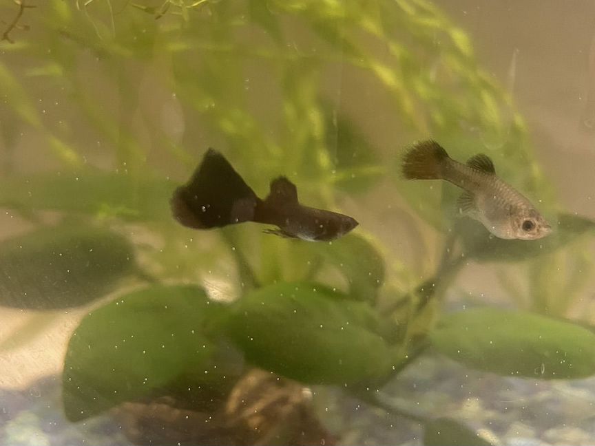 Гуппи черный монах (чистая линия)