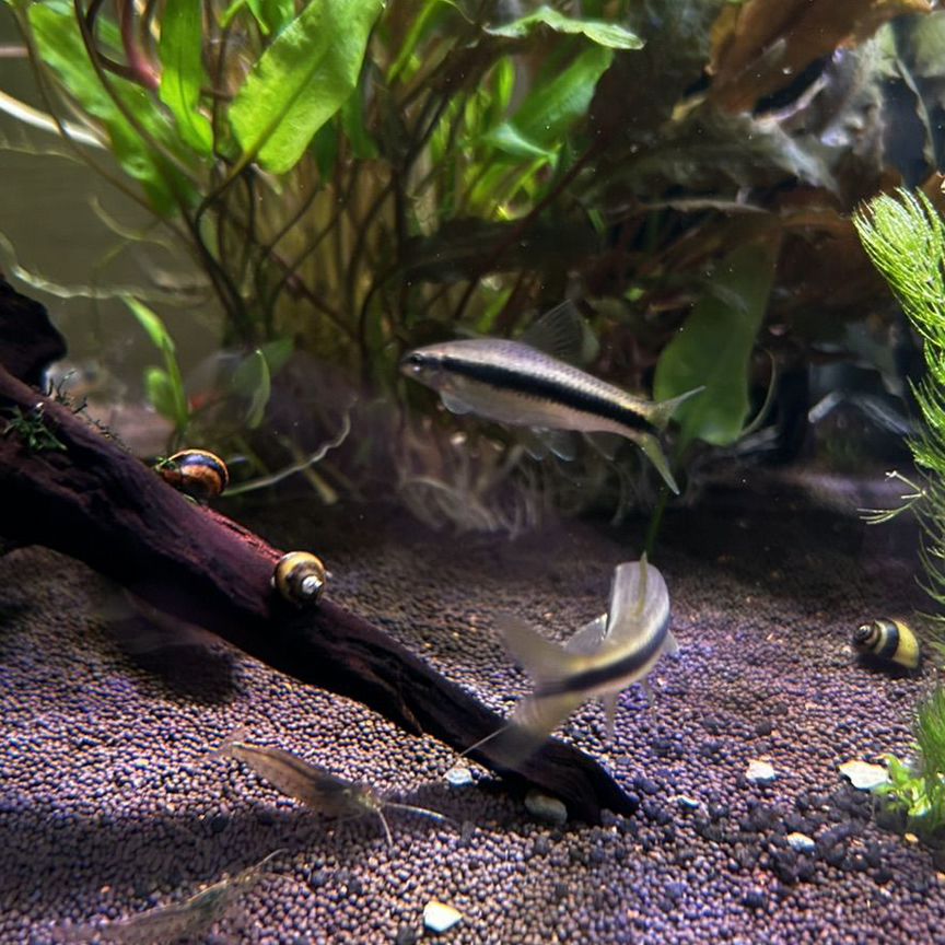 Водорослеед