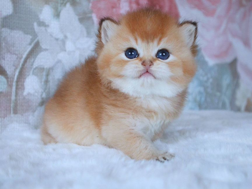 Британские котята золотая шиншилла